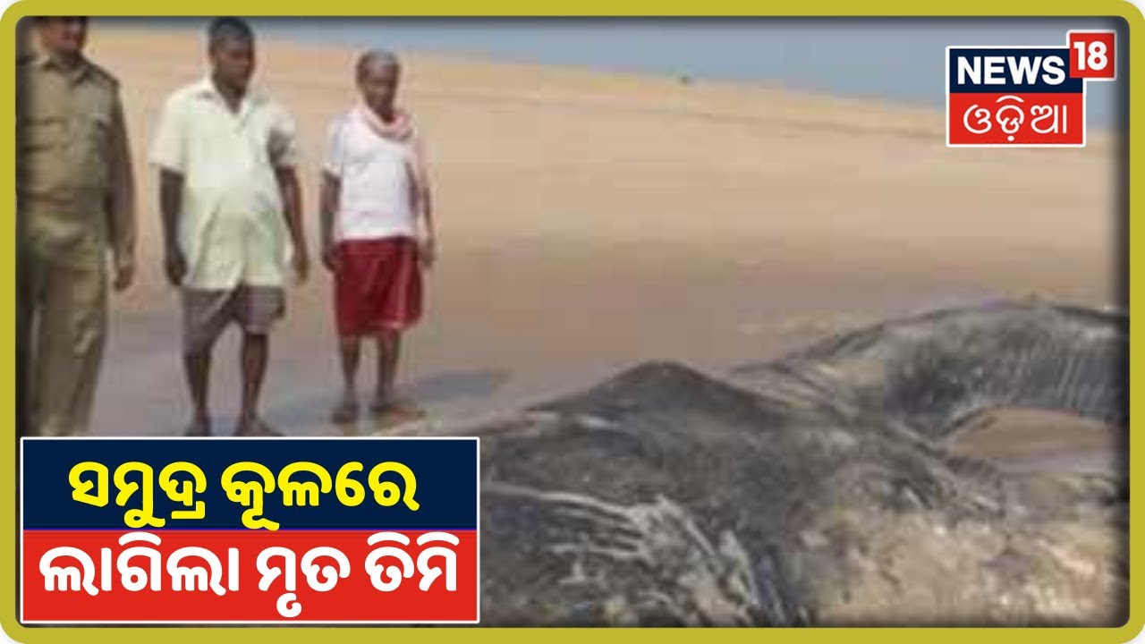 ଅଗରନାସୀ ସମୁଦ୍ର କୂଳରେ ଲାଗିଲା ମୃତ Timi Fish - YouTube