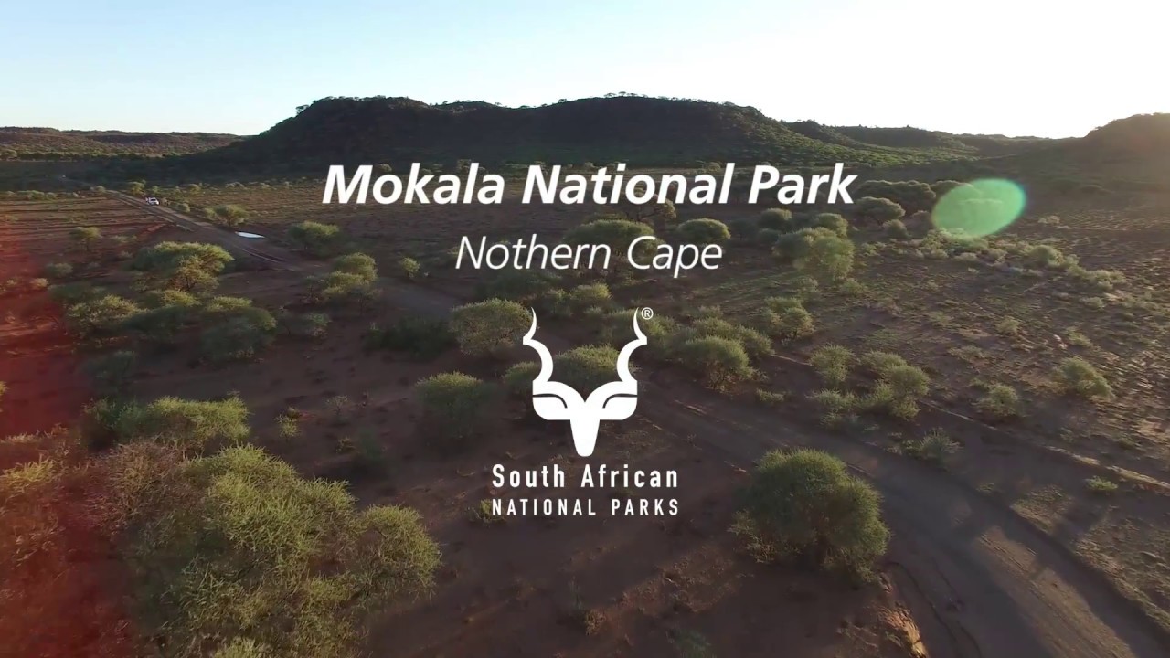 Mokala National Park: a haven for endangered mammals - YouTube