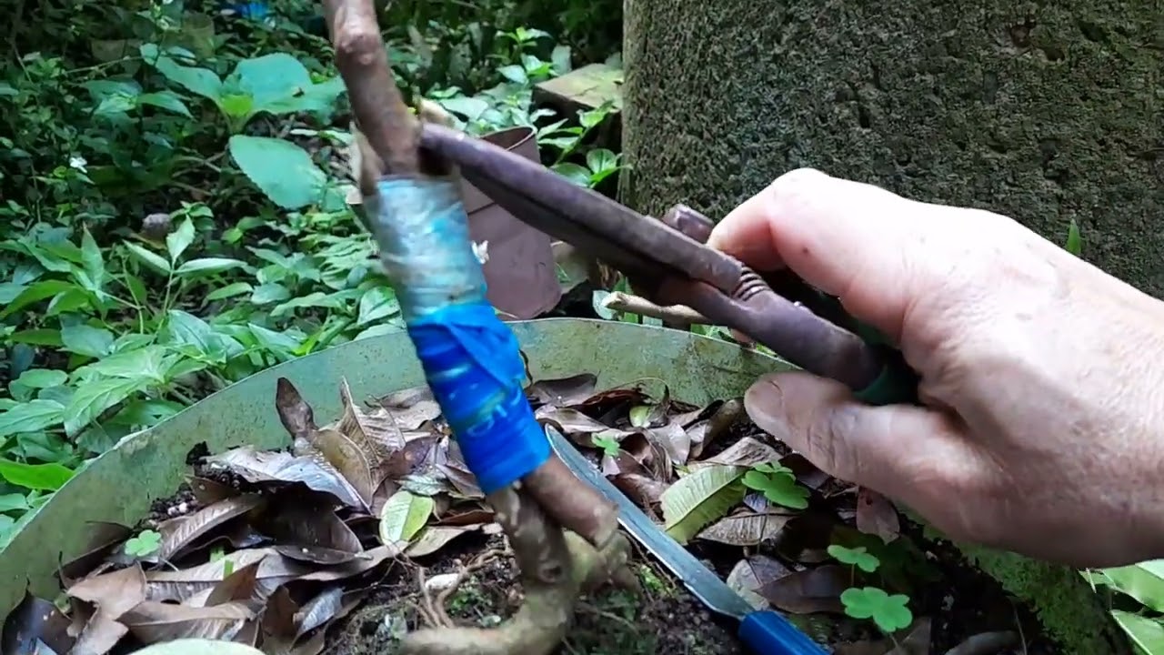 Enxerto por encostia em jabuticaba, como fazer enxerto em jabuticaba ...