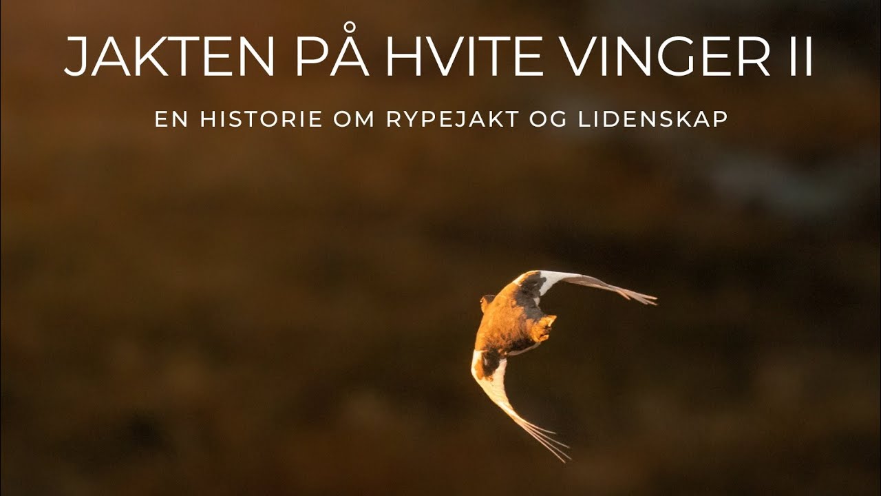 JAKTEN PÅ HVITE VINGER II - En historie om rypejakt og lidenskap ...