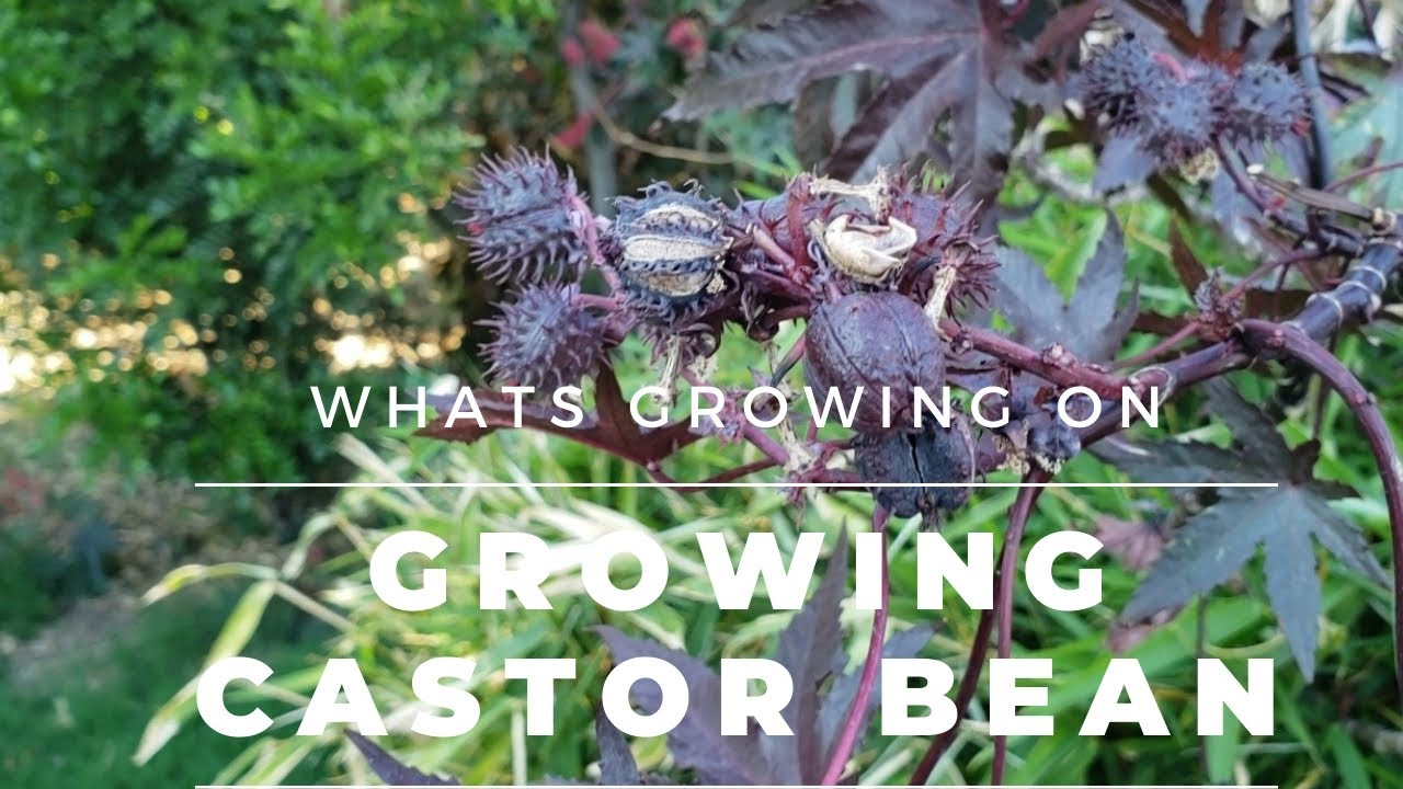 CASTOR BEAN TREE IN ARIZONA- The best worst tree for your back yard ...