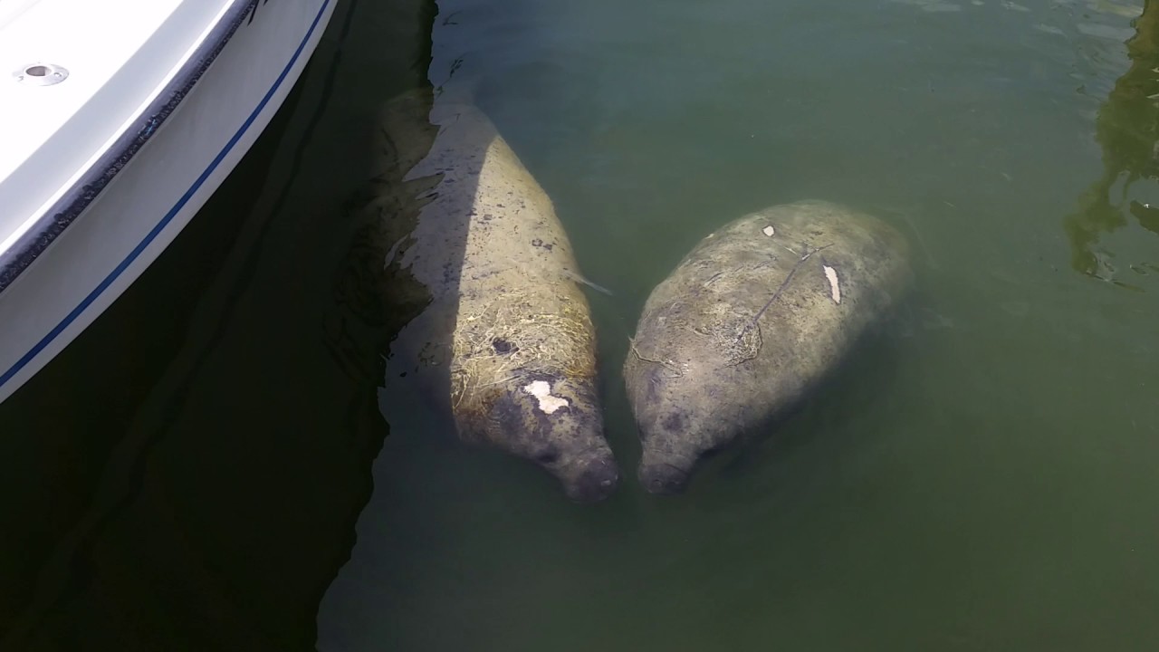 Manatee Hurricane Hole - YouTube