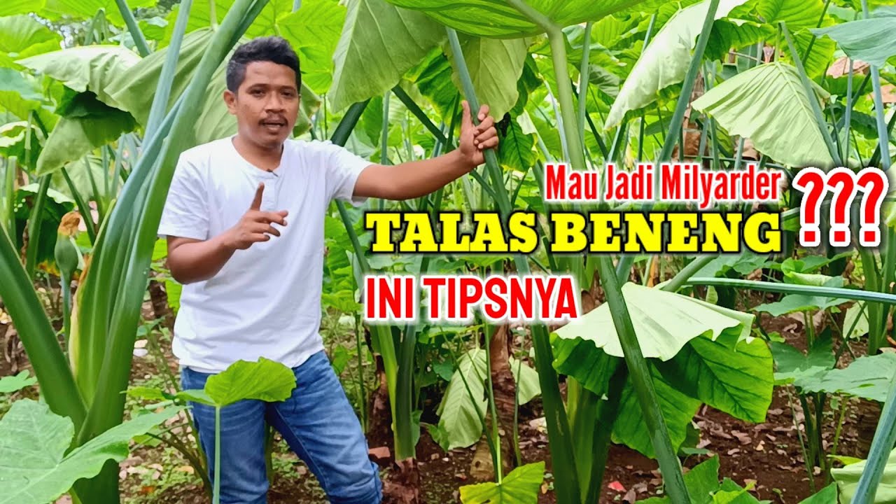 Tips Usaha Budidaya & Produksi Talas Beneng Mulai Dari Kebun Sampai Ke ...