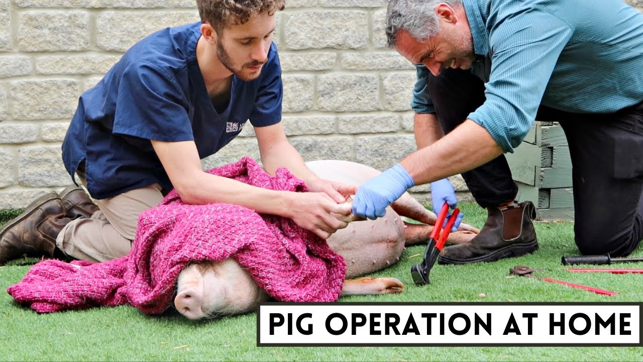 WE HAD TO CALL THE VET! / Milo's Pig Operation At Home - YouTube