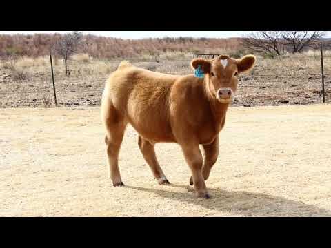 Adams Cattle Company Lot 6 POTP Sale 2018 - YouTube