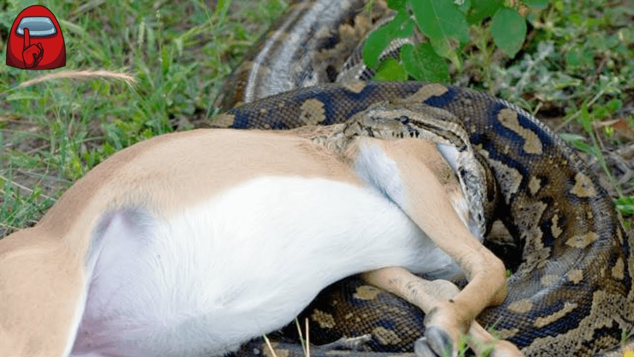 Terrible Ataque De PITÓN a GACELA - YouTube