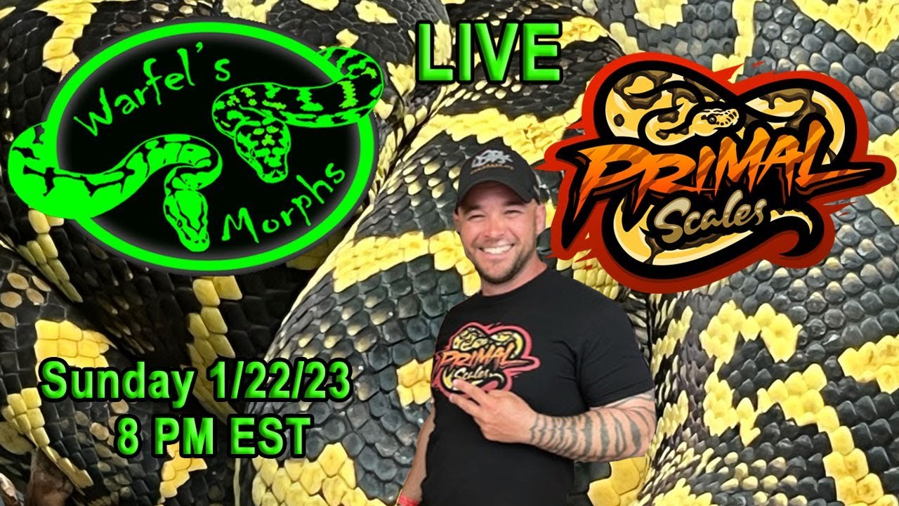 S2-EP. 4: Live W/ Ken of Primal Scales Talking Ball Pythons & Ball ...