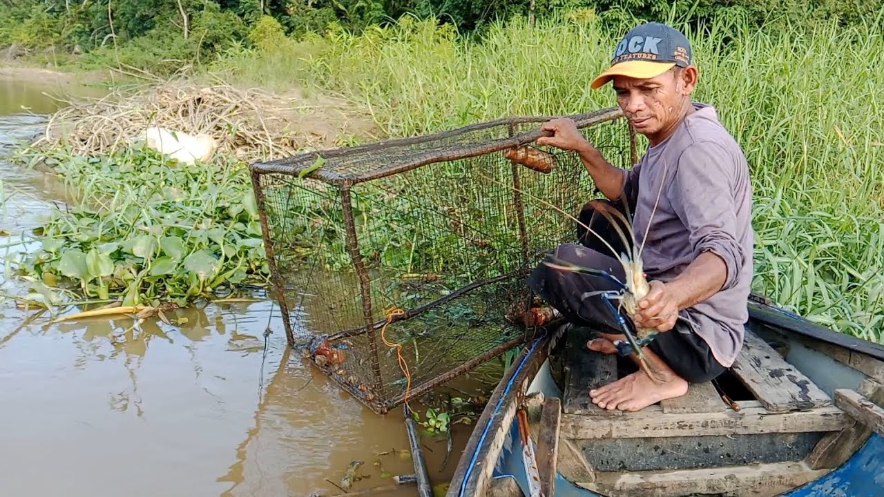 JEBAKAN IKAN BAUNG DIHUNI UDANG DAN IKAN TAPAH ..!!!!!! - YouTube