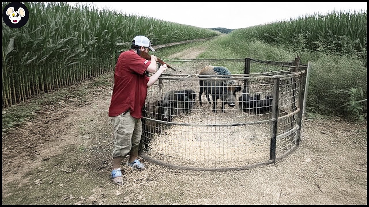How Do Canadian Farmers Trap Millions of Wild Boars with JAGER PRO ...
