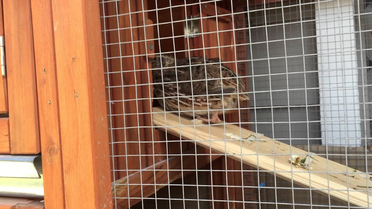 Training Coturnix Quail to use a Ramp - YouTube