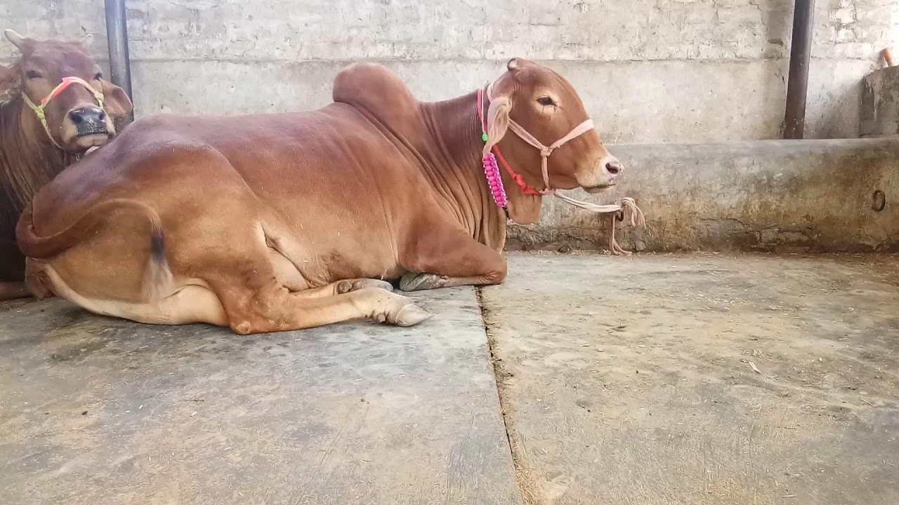Pure Sahiwal cow • sahiwal Cow Supplier @9034455583 • Gupta Dairy Farm ...