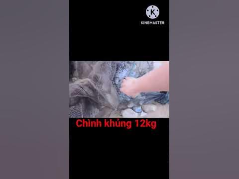Đặt lờ trúng cá chình khủng 12kg #batca #cauca #shot #food #trendingshorts #sanbat #outdoor ...