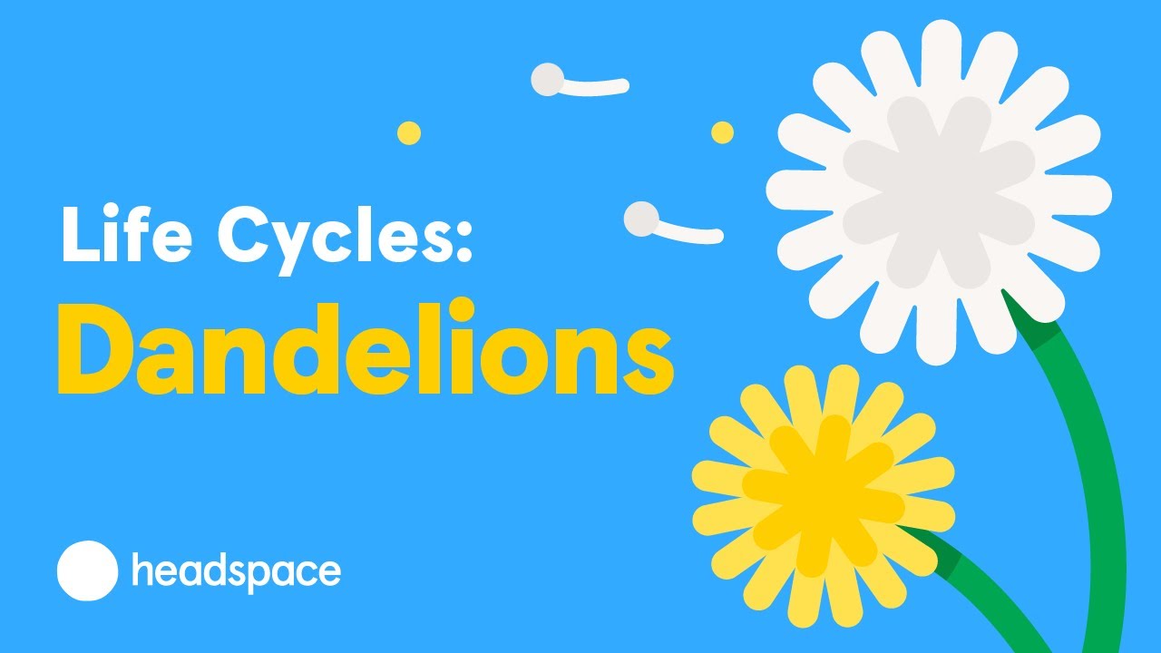 The Mindful Evolution of the Dandelion - YouTube