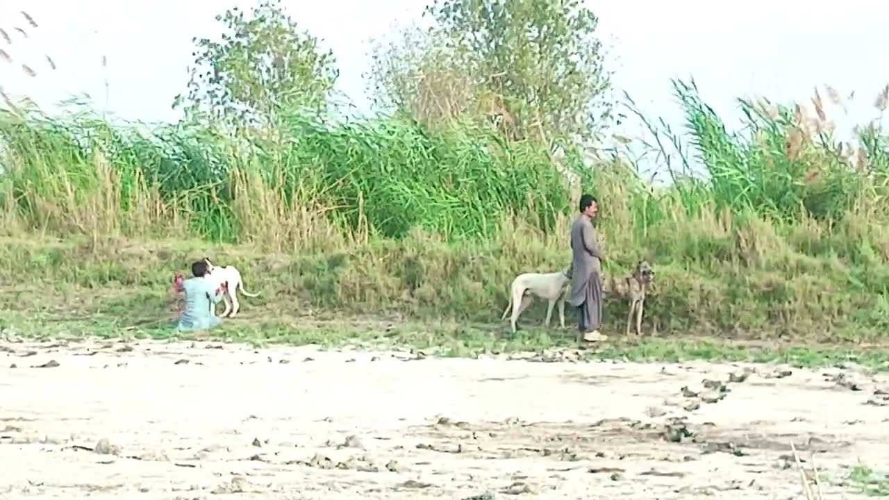 Soor ka shikar 2024 | Hogs dogs Hunting | Shikar | Pig Shikar in ...