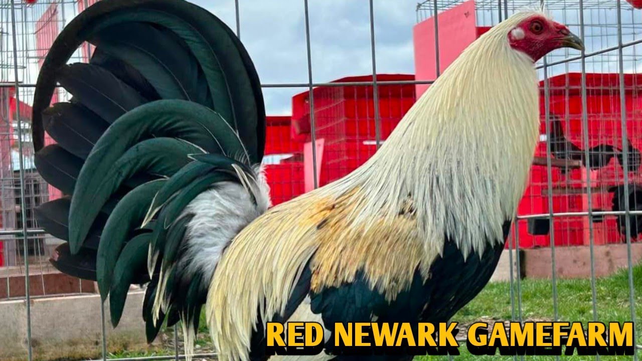 Joe Goode Grey Roundhead 20k Kelso - RED NEWARK FARM - YouTube