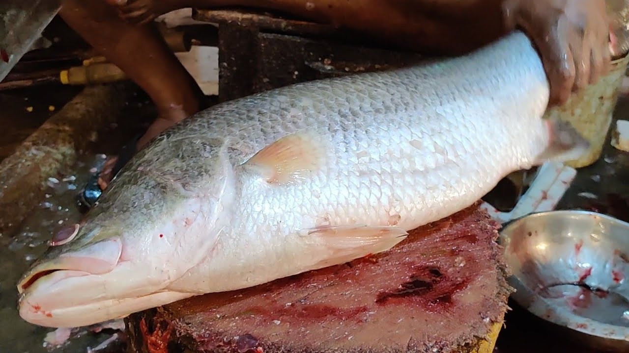 Amazing Bhetki Fish Cutting Skills Live In BD Fish Market। Fish Cutting ...