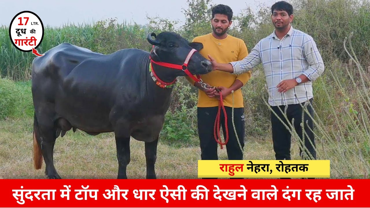 17L दूध की भैंस सुंदरता में टॉप और धार ऐसी की देखने वाले दंग रह जाते ...