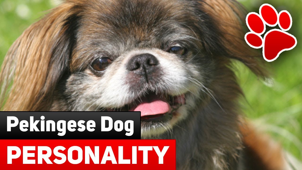 Pekingese Dog Breed Information - Pekingese Dog Personality: Behavior ...