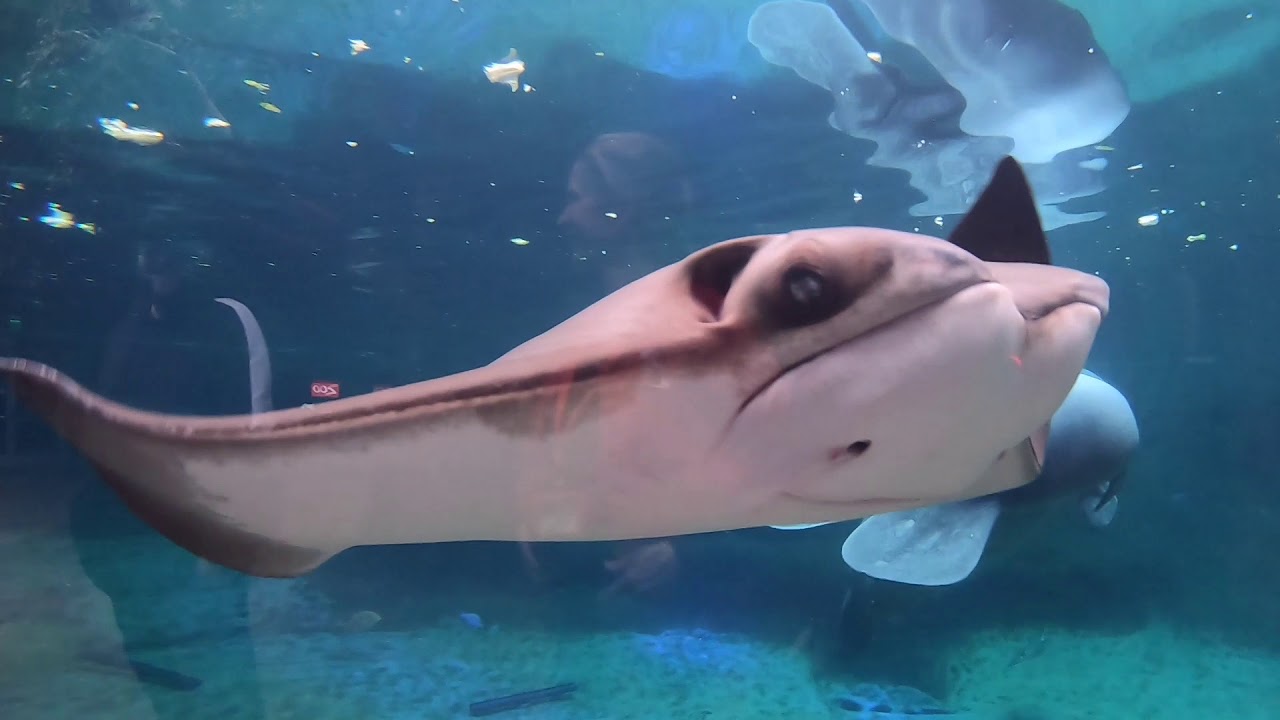 Manatee Coast at the Columbus Zoo & Aquarium! Stingrays! #zoo - YouTube