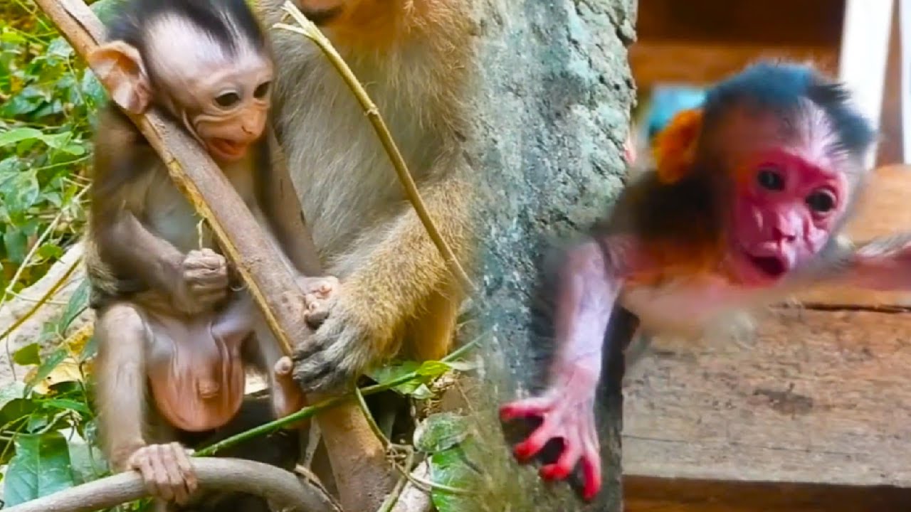 The baby monkey was unfortunately trapped. The mother monkey was scared ...