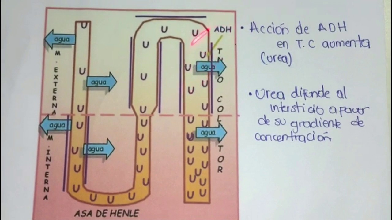 Mecanismo contracorriente - YouTube