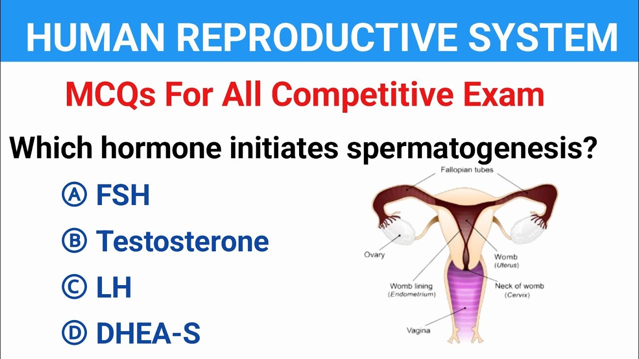Human reproductive system mcq | Reproductive system mcq | Nursing mcq ...