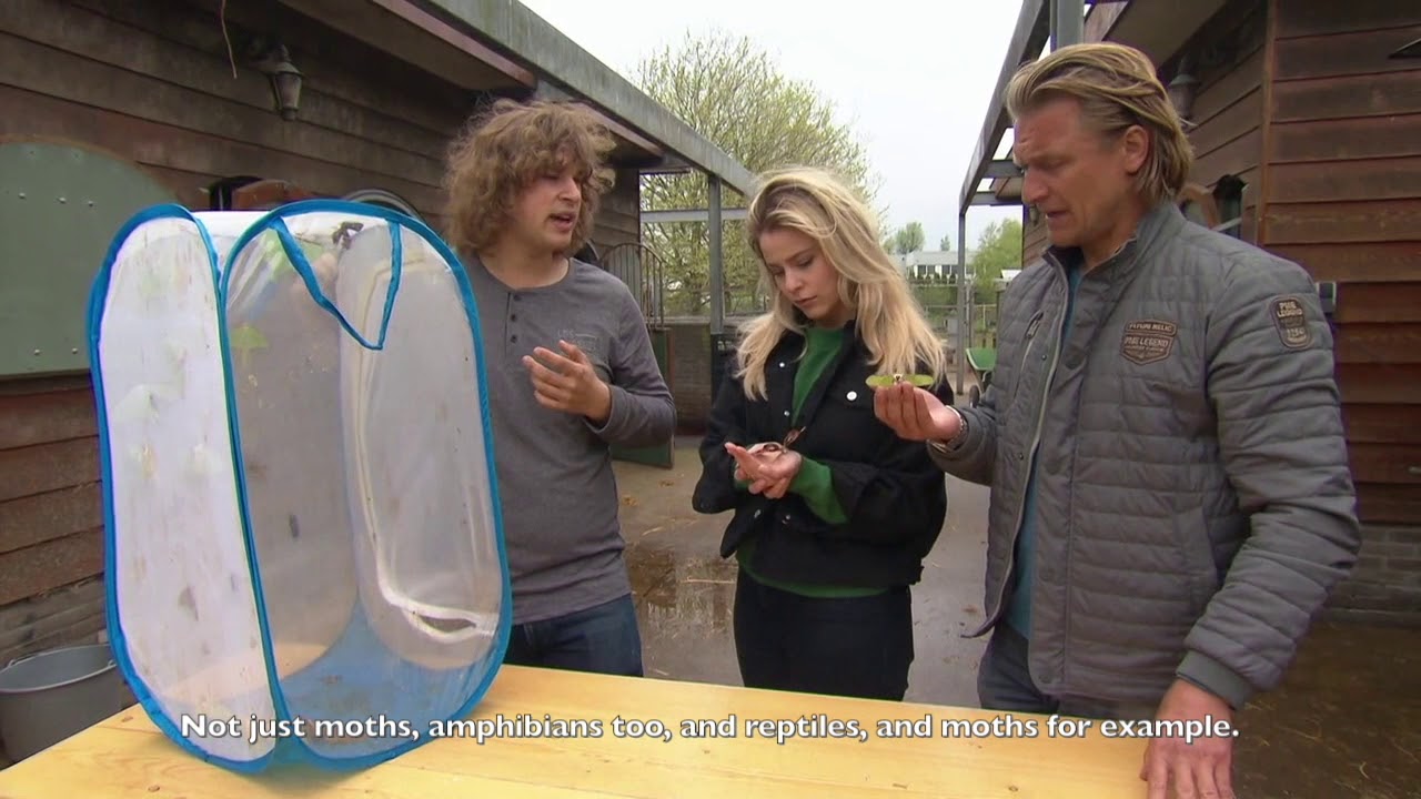 Moths in captivity: SBS6 Beestengeluk (TV) - Bart Coppens - YouTube