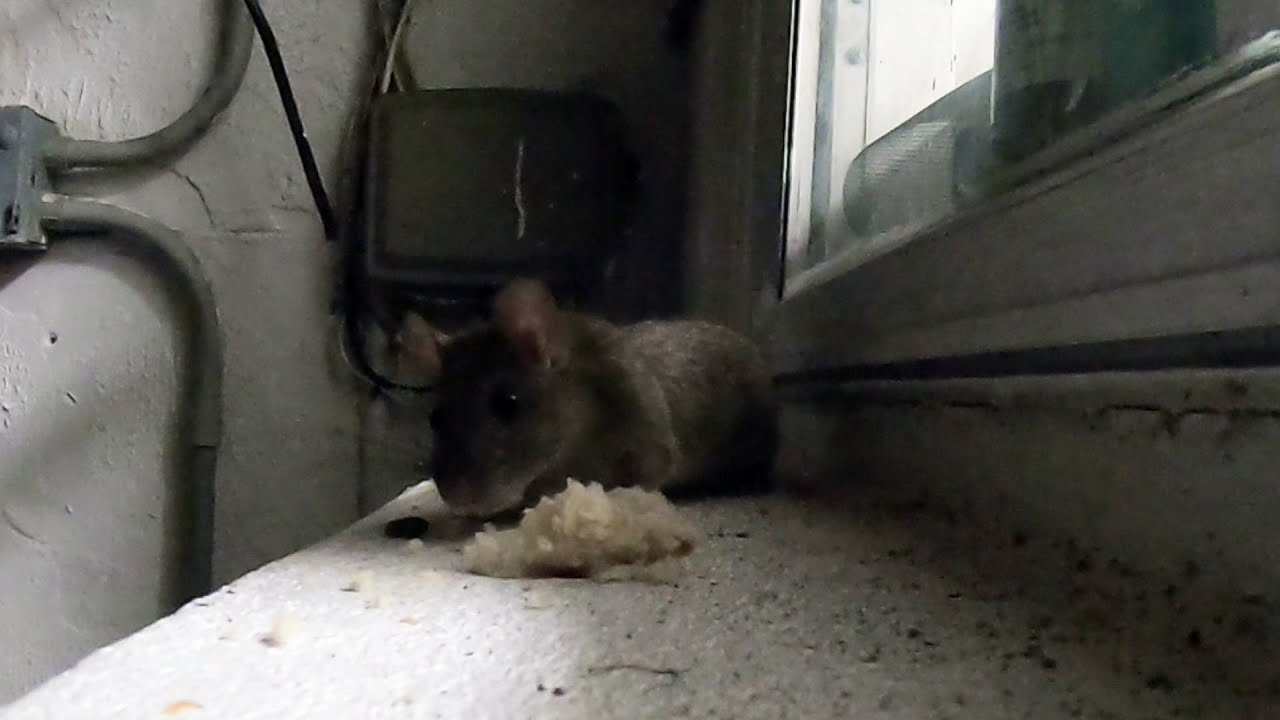 Florida Keys Trapping Tales - Ft. Rat Catcher 5000 - YouTube