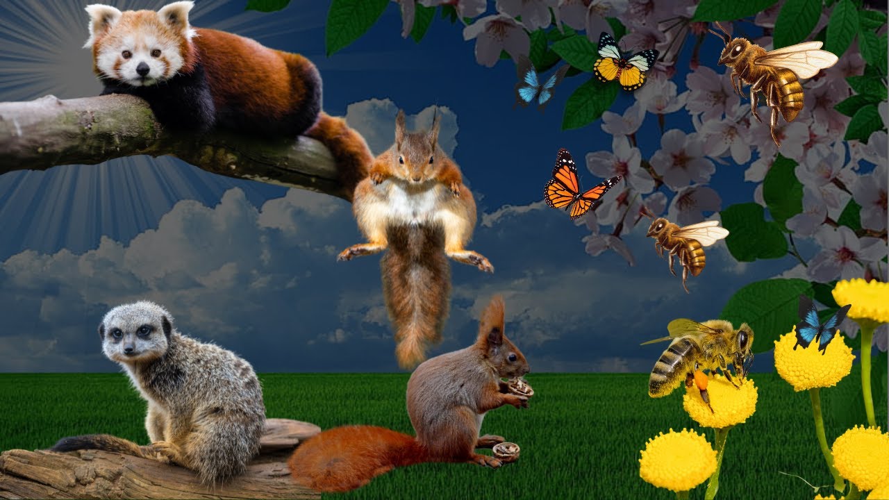 Interesting animals around us: Cat, Fish, Penguin, Sea turtle, Bee, Ant ...