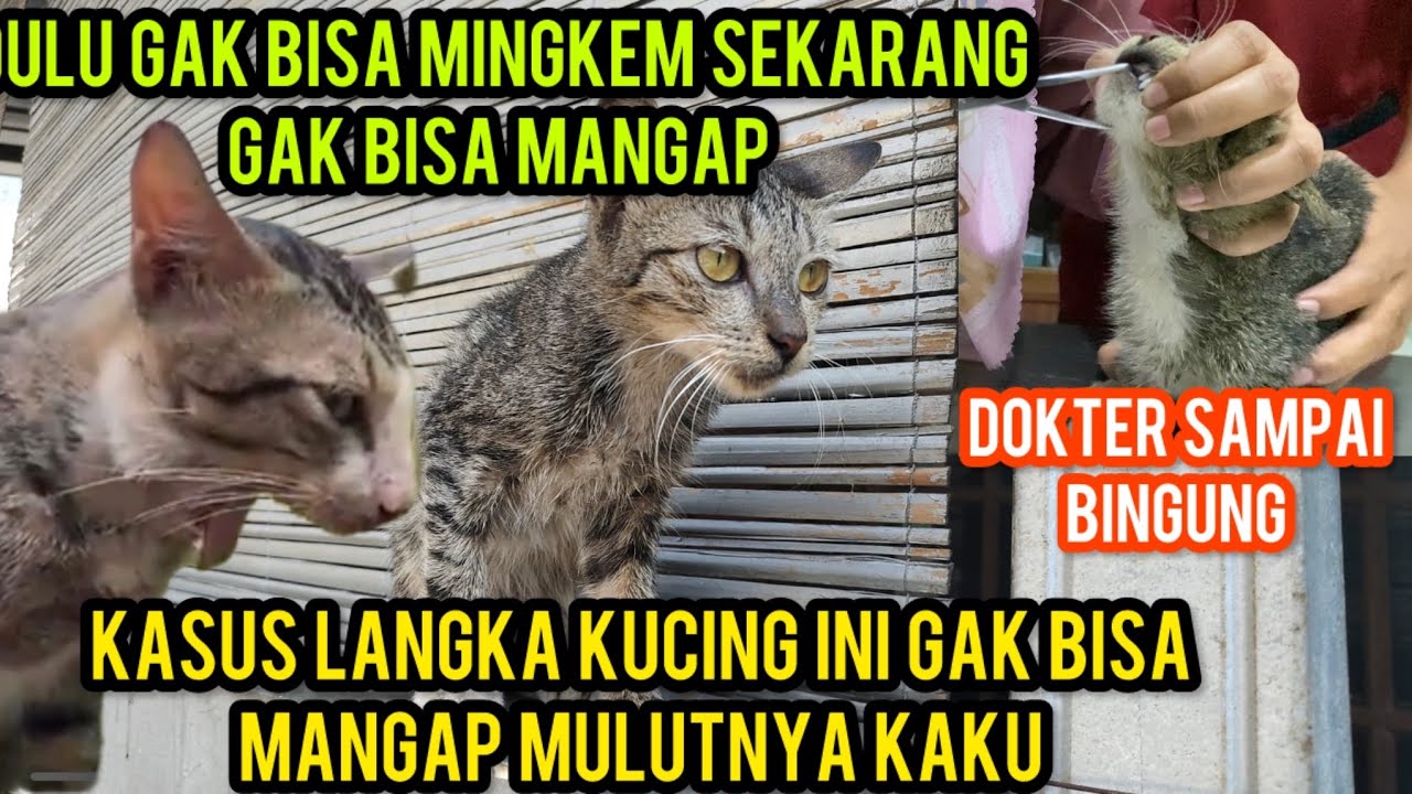 ASTAFIRULLAH KASUS LANGKA KUCING JALANAN GAK BISA MANGAP DOKTER SAMPAI ...