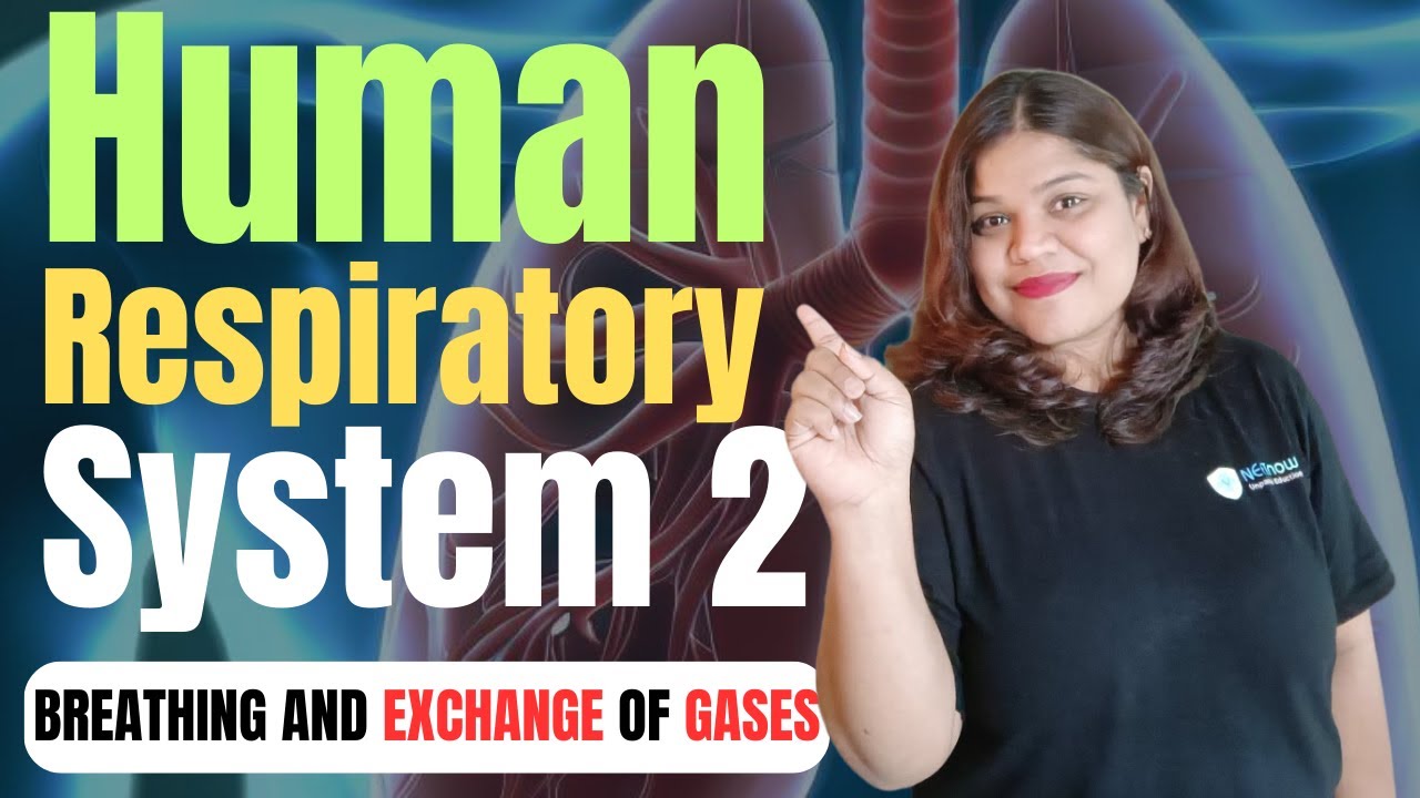 Understanding the Physiology of the Respiratory System | How Breathing ...