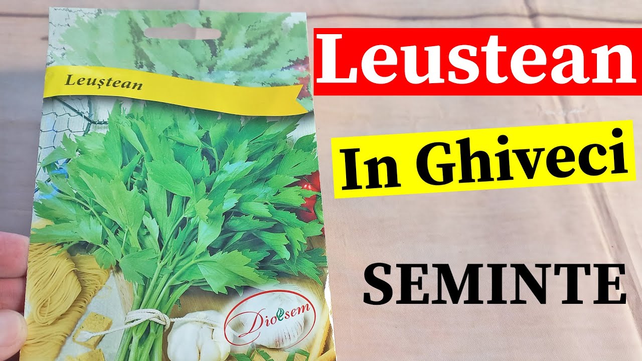 Cultivare leustean din seminte in ghiveci - YouTube