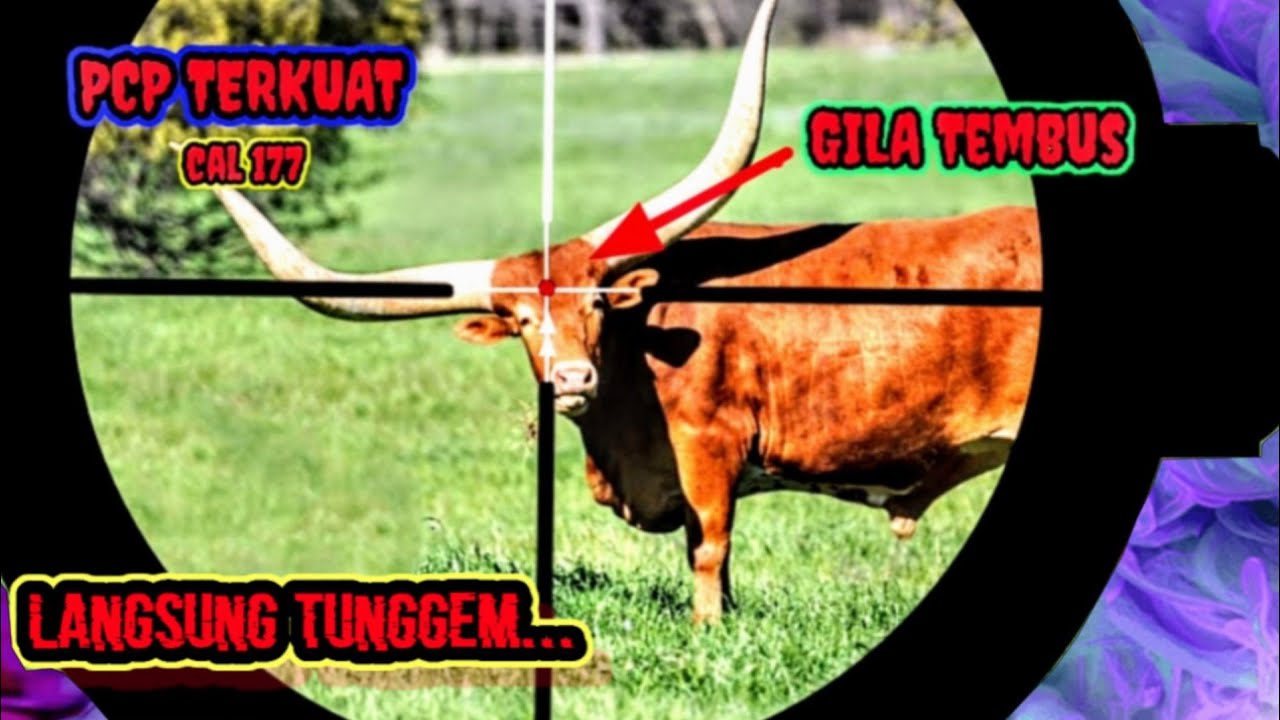 Sngat Jitu, nembak Sapi Terbaik Big Game Menggunakan PCP Kaliber 177 ...