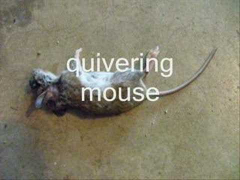 The Field Mouse - YouTube