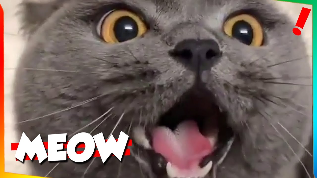Cute Disturbing Cats Meowing | This is Cat - YouTube