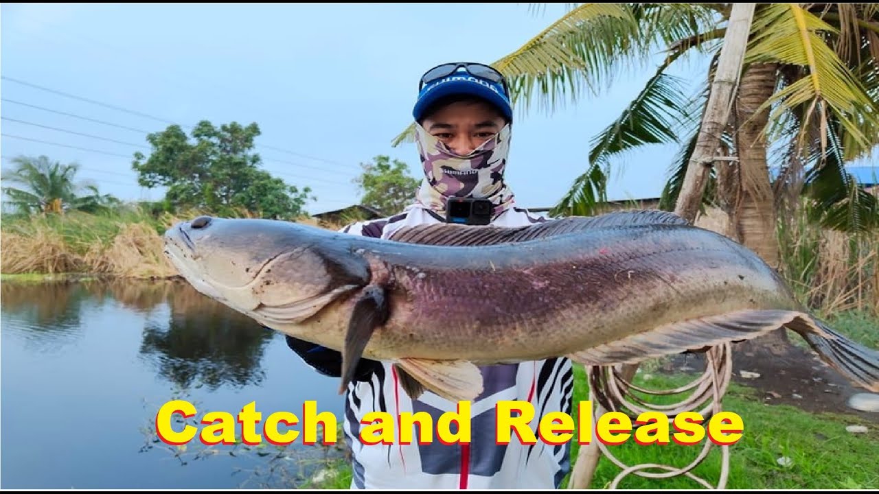 TOMAN Fishing Philippines, Giant Snakehead Fishing - YouTube