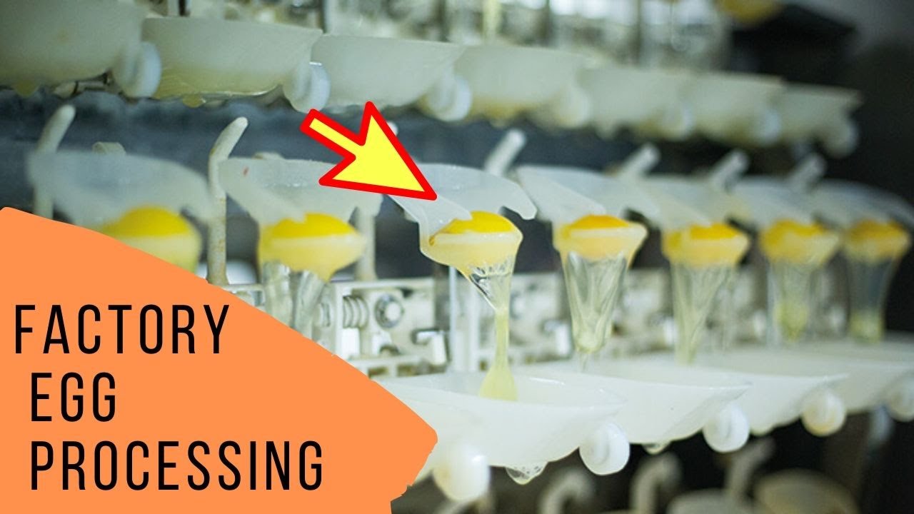 ️ 💛 Technology Machines Factory Egg Processing Products - YouTube
