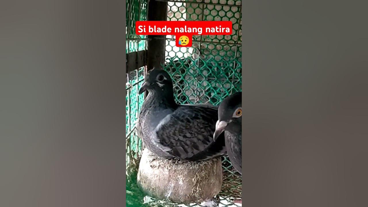 Alanganin na lagay ng nest mate nya😥 - YouTube