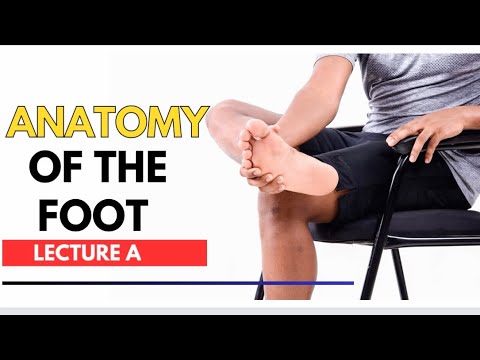 Anatomy of the foot:Understanding the structural component l Bones ...