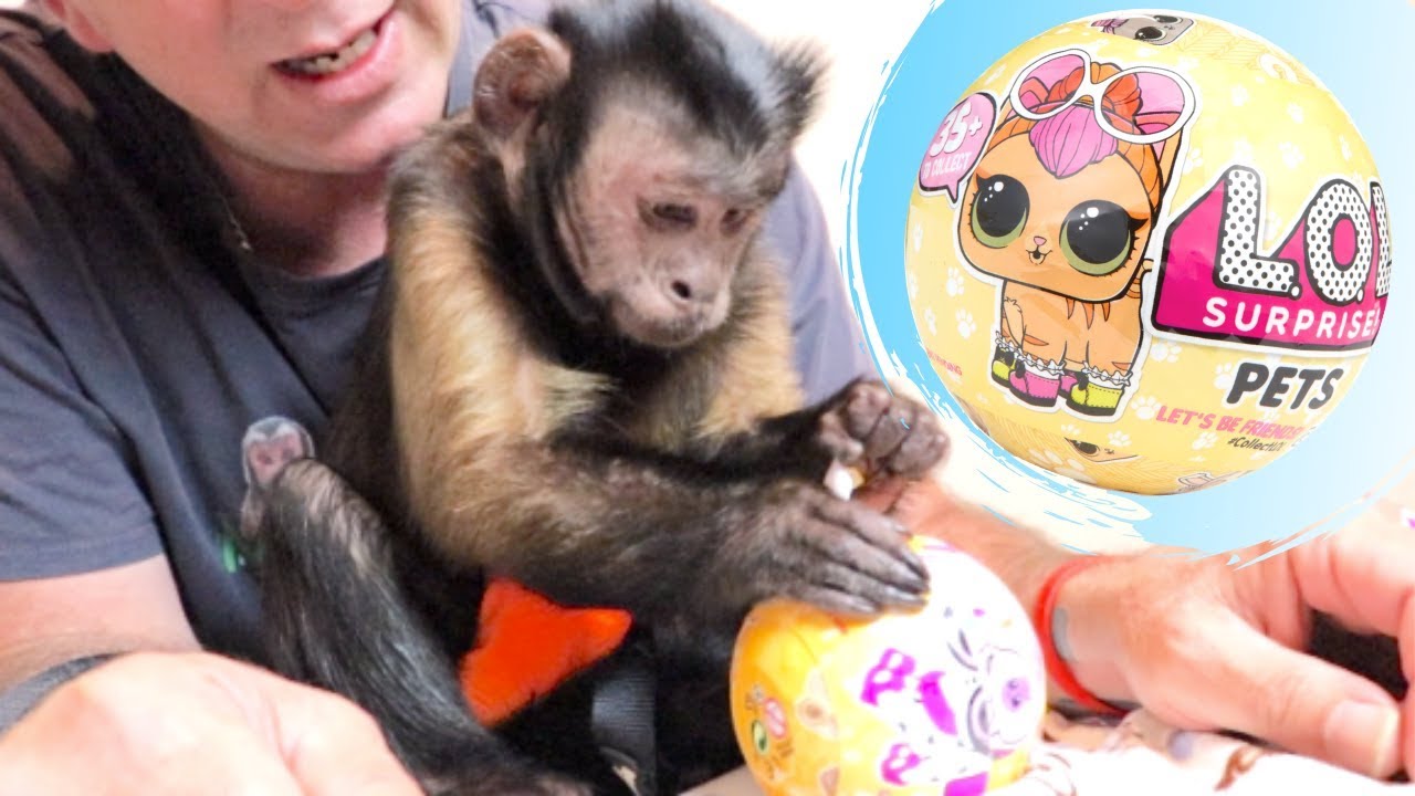 Monkey LOL Surprise Pets Unboxing! - YouTube