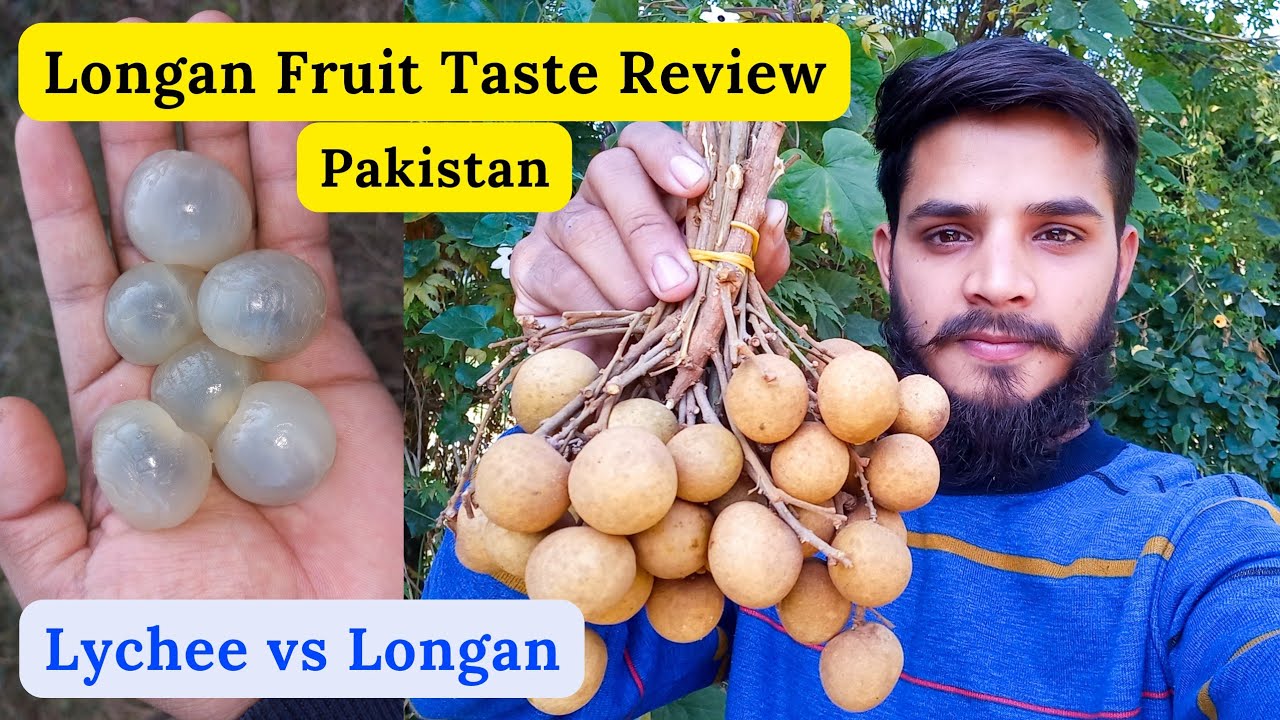 Longan Fruit Taste Review in Pakistan | Lychee & Longan Difference ...