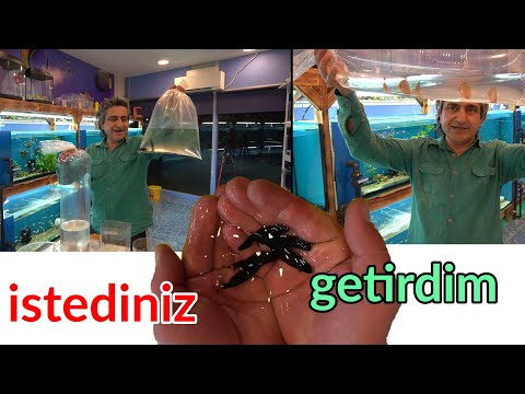 ÇOK ÖZEL BALIK TÜRLERİ ALDIK, akvaryum balıkları