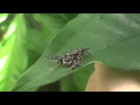 Newly discovered mating behaviour of a Malaysian jumping spider species ...