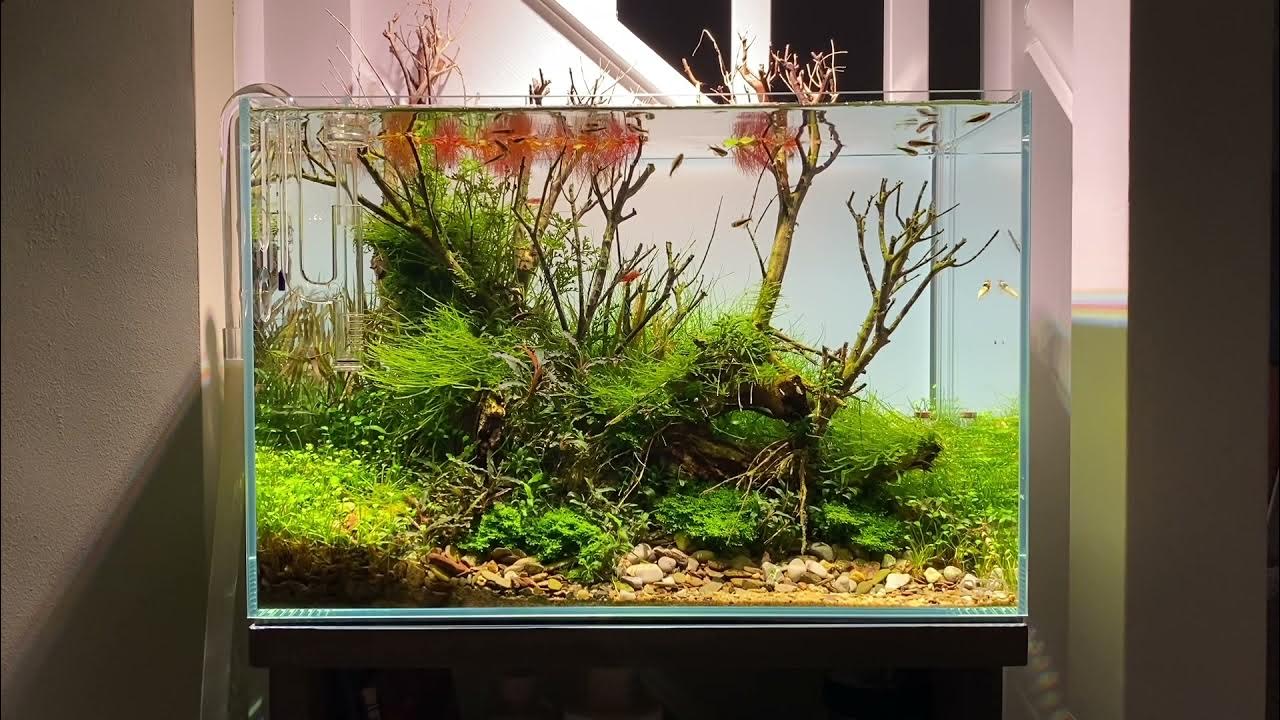 ADA 45p Nature aquarium. - YouTube