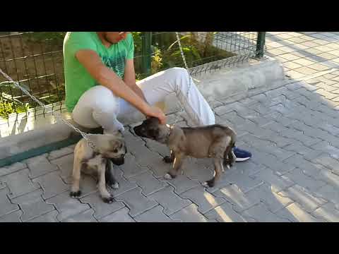 SAFKAN KANGAL YAVRU - KARAKIRÇIL KANGAL ENİK