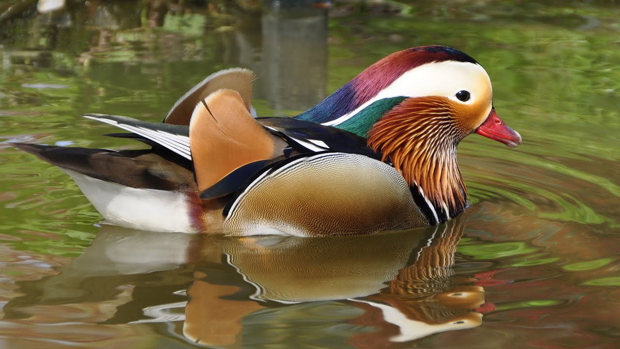 The Pretty ducks - photo slideshow - YouTube