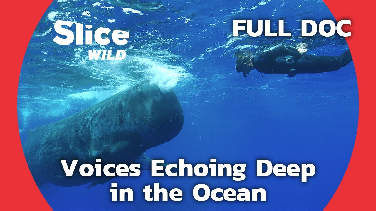 Sperm Whale’s Incredible Ability to Visualise and Communicate | SLICE ...