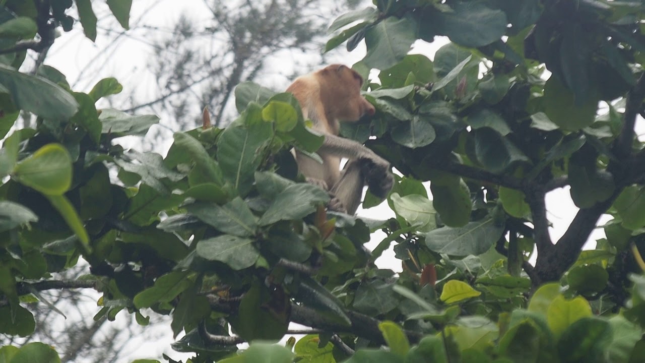 Bako National Park - Probiscis Monkey - YouTube