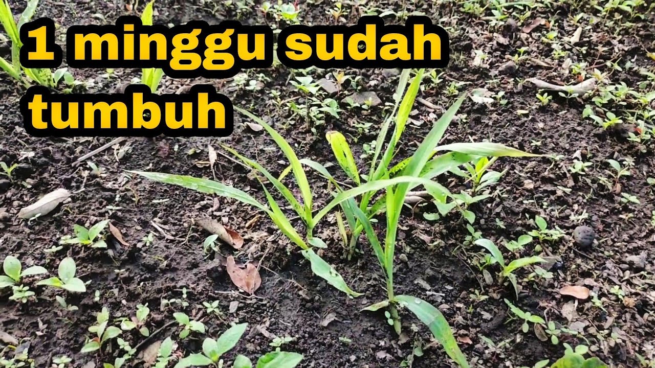 Penanaman Rumput Odot Usia 1 Minggu - YouTube