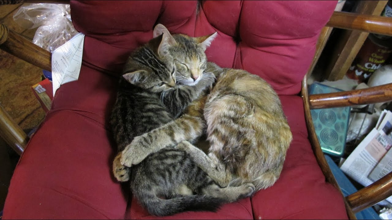 KITTY LOVE ~ Momma Cat LOVES Her Baby Kitten - YouTube